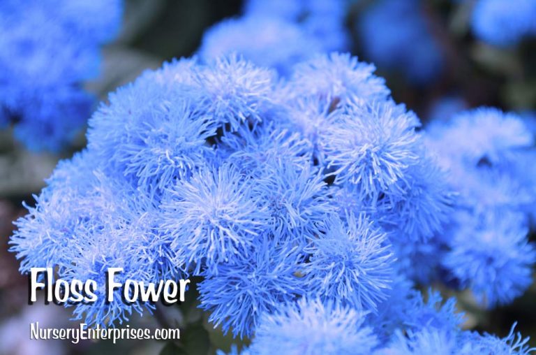 Floss Flower | Blue Flowers To Plant – Nursery Enterprises
